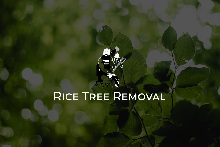 Tree Service Suffolk, VA | Free Estimates | Rice Tree Removal
